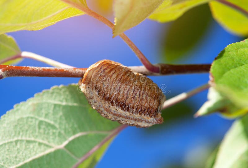 Praying Mantis Pupa on a Tree Branch Stock Photo - Image of background ...