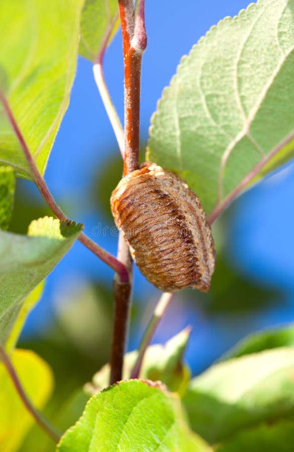 Praying Mantis Pupa on a Tree Branch Stock Image - Image of ...