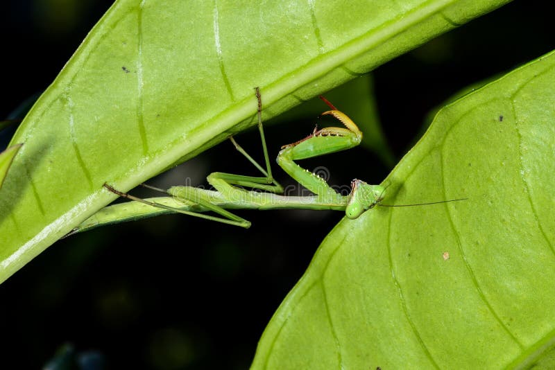 Praying mantis, ranomafana stock photo. Image of plant - 26744354