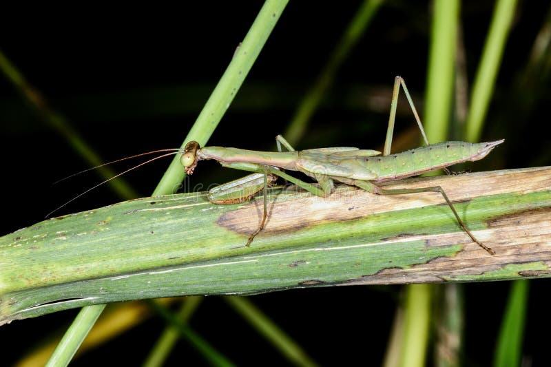 Praying mantis, ranomafana stock image. Image of madagascar - 26744561