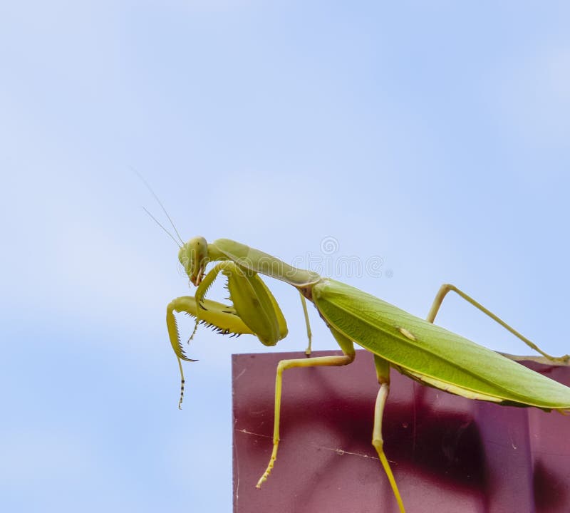 Praying Mantis on a Red Fence. Predator Insect Mantis. Stock Photo ...