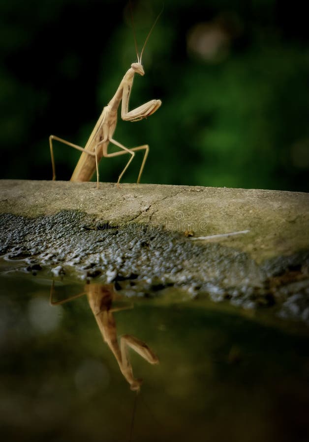 Mantis and its reflection stock photo. Image of nature - 158551342