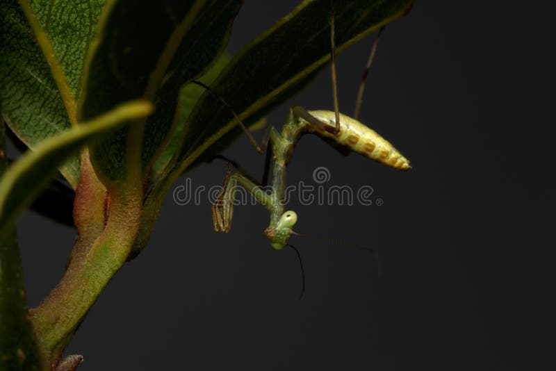 A Praying Mantis Is Flapping Its Beautiful Wings. Stock Image - Image ...