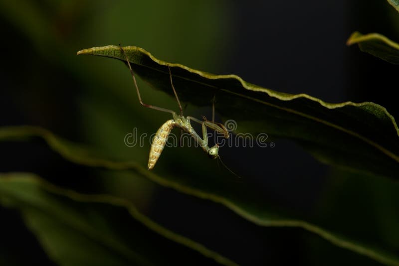 113 Mantis Compound Eye Stock Photos - Free & Royalty-Free Stock Photos ...