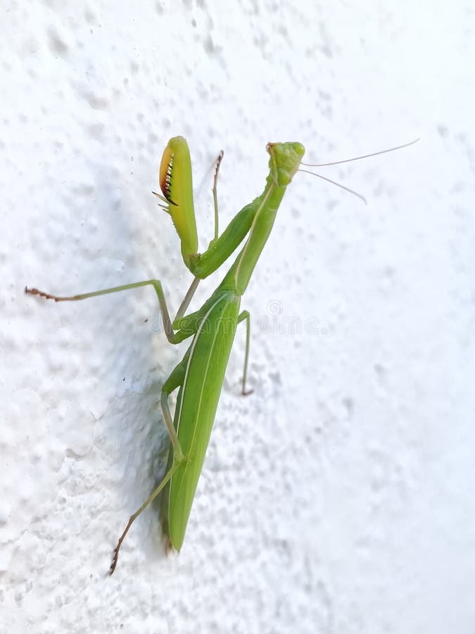 Praying Mantis Resting on Wall Stock Image - Image of mantis, wall ...