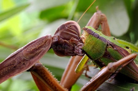 Praying mantis s food stock image. Image of animals, natural - 28597917