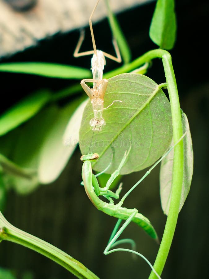 Praying Mantis Shedding stock photo. Image of shell, mantis - 83453806