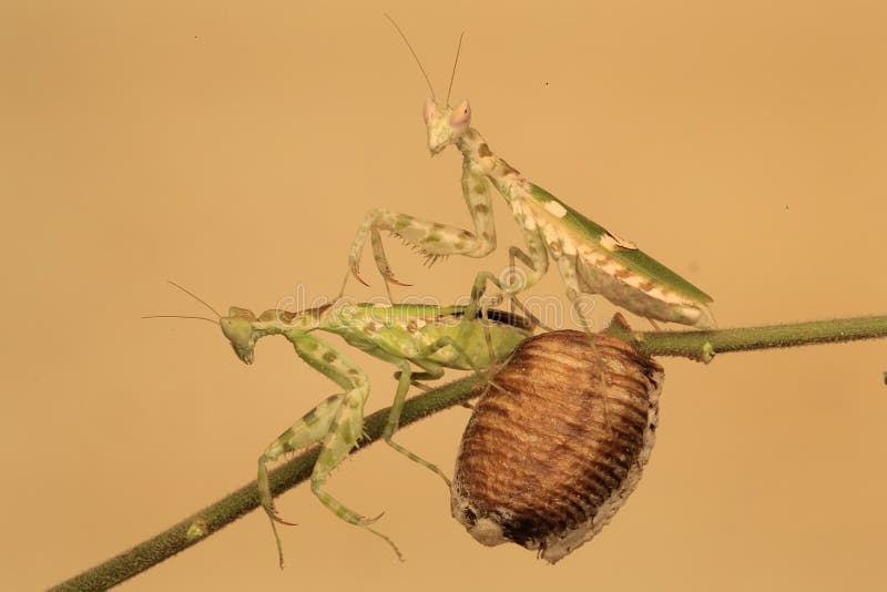 Praying Mantis is Showing Aggressive Behavior. Stock Photo - Image of ...