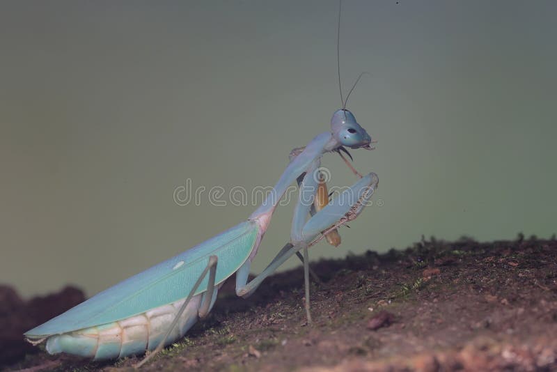 Praying Mantis is Showing Aggressive Behavior. Stock Photo - Image of color, hunter: 226704340