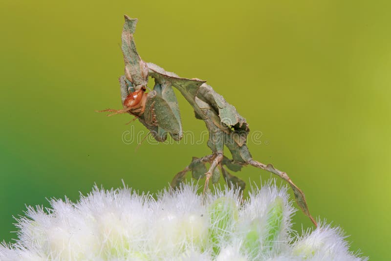 Praying Mantis is Showing Aggressive Behavior. Stock Image - Image of ...
