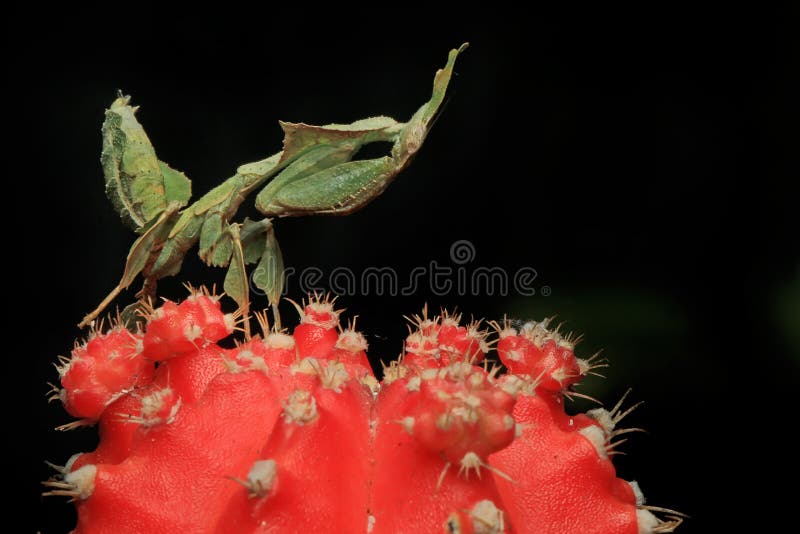 Praying Mantis is Showing Aggressive Behavior. Stock Photo - Image of ...