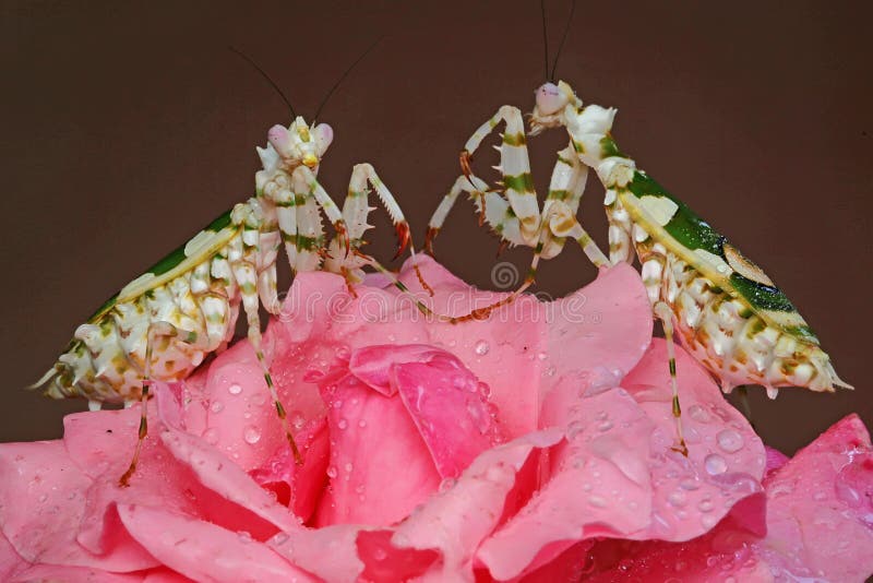 Praying Mantis is Showing Aggressive Behavior. Stock Image - Image of ...