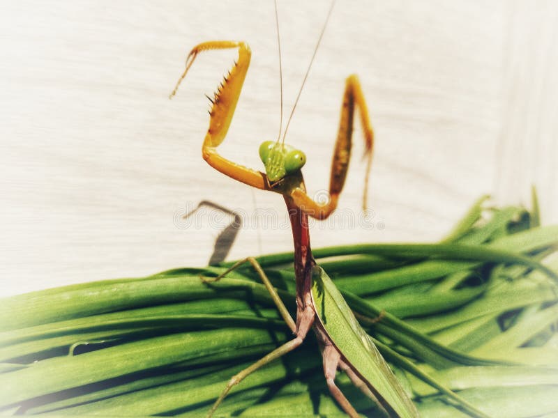 Praying Mantis are Showing Defensive Behavior Stock Photo - Image of ...