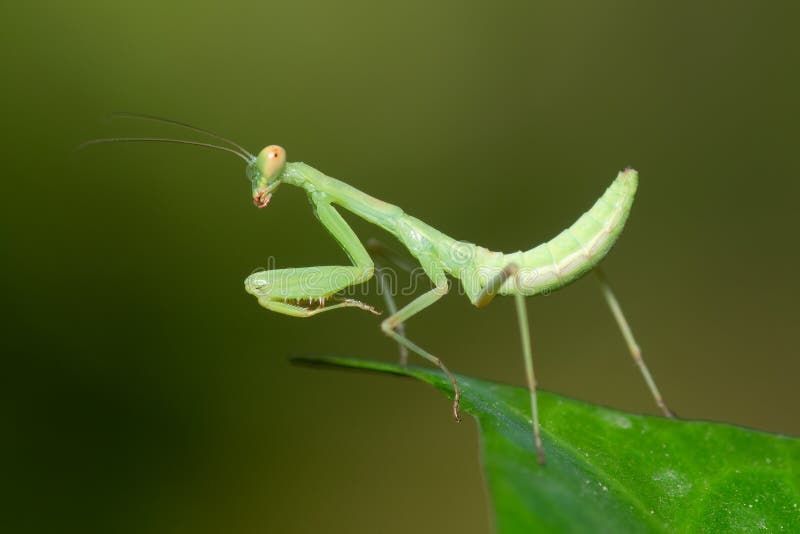 1,070 Mantis Side View Stock Photos - Free & Royalty-Free Stock Photos ...