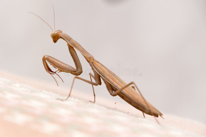 Praying mantis side view stock image. Image of closeup - 129919537