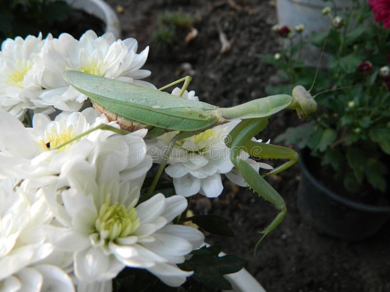Praying Mantis is Sitting on the Flowers of Chrysanthemum. Stock Photo ...