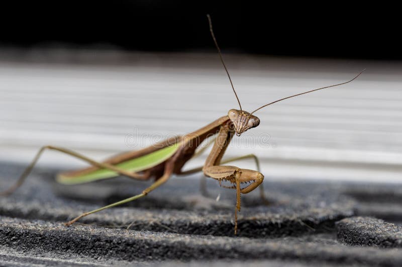 Praying Mantis stock image. Image of green, entomology - 290082001