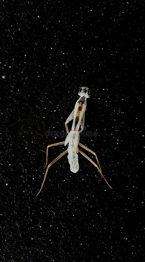 Praying Mantis Skin on Black Stone Stock Image - Image of skin, black ...