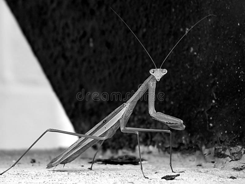 Praying Mantis on Some Sand Stock Photo - Image of mantis, outdoors ...