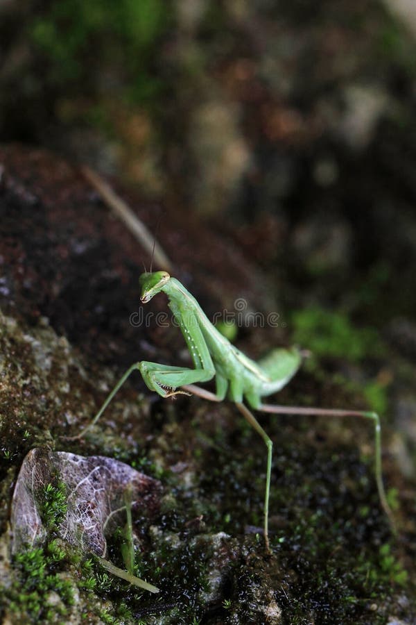 Praying Mantis stock image. Image of animal, insects - 48616927