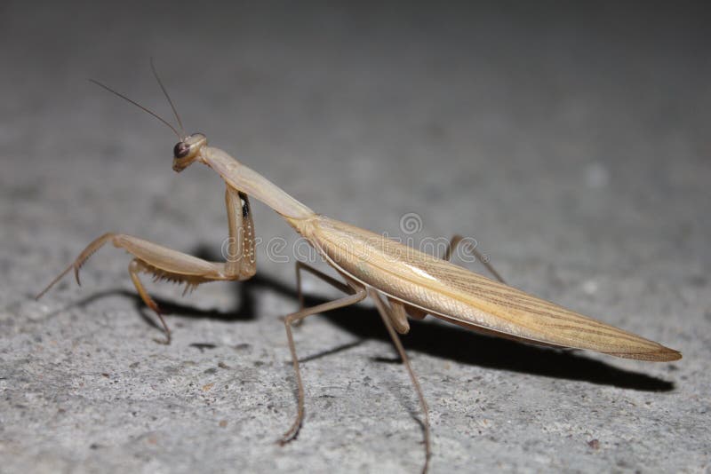 Praying mantis stock image. Image of fauna, predator - 97321209