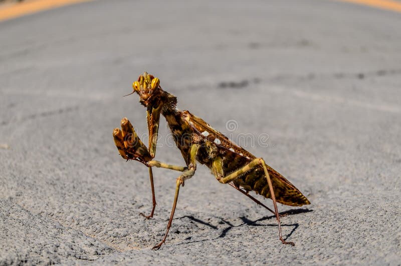 A Praying Mantis is Standing on a Grey Road Stock Photo - Image of thin ...