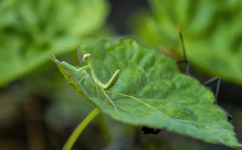 Praying Mantis Standing on a Leaf. Green Praying Mantis Standing on ...