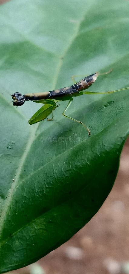 Praying Mantis is Standing on a LeafIn Garden? Stock Image - Image of ...