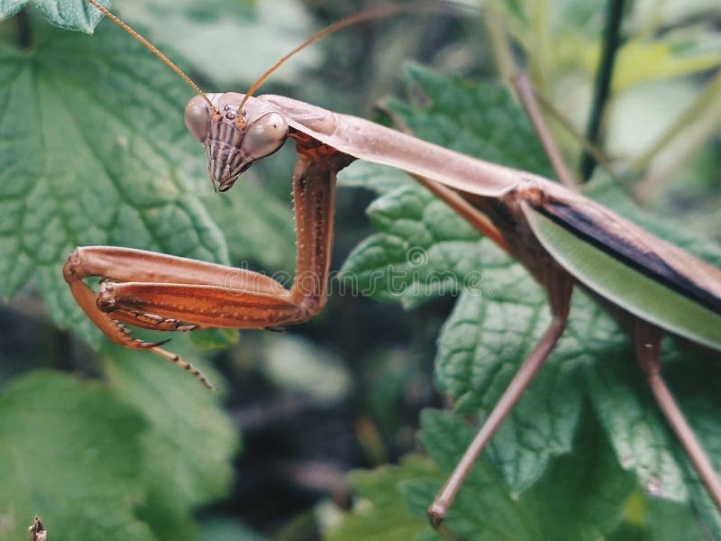 Praying mantis stock image. Image of leaves, standing - 101929739