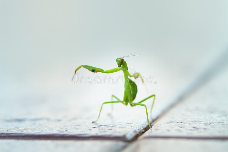 Praying Mantis Standing with Two Legs Raised Stock Image - Image of ...
