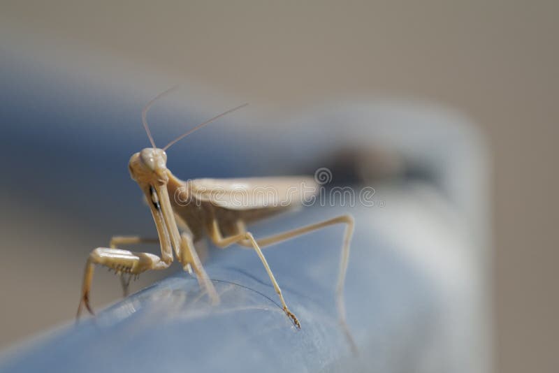 Praying Mantis Staring You Down Stock Image - Image of staring, nature ...