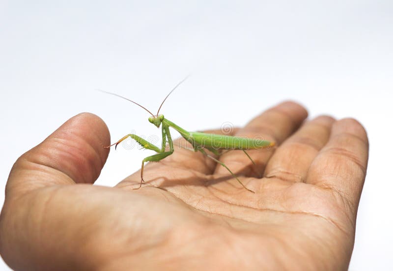458 Praying Mantis Hand Stock Photos - Free & Royalty-Free Stock Photos ...