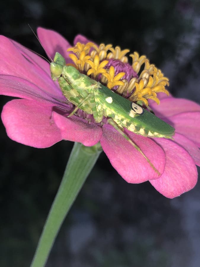 Praying Mantis and Sunflower Stock Photo - Image of wildlife, praying ...