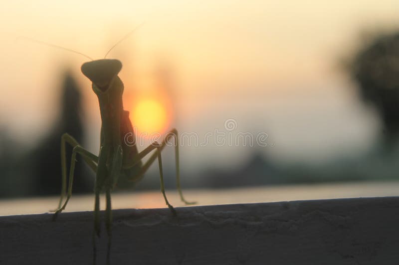 Mantis during Sunrise after Rain in August at Coney Island in Brooklyn ...