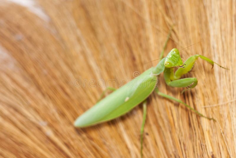 Macro Shot of a Praying Mantis Eating a Cricket Stock Photo - Image of ...