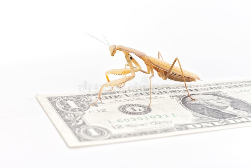 Insects Dollars Stock Photos - Free & Royalty-Free Stock Photos from ...
