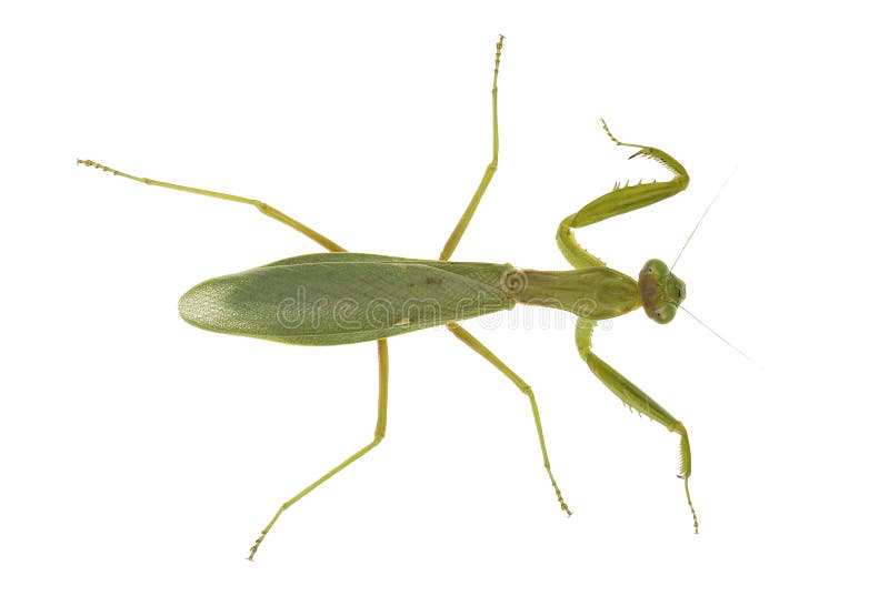 Praying mantis stock image. Image of predator, alive - 34413903