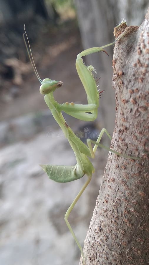 A Praying Mantis on the Tree Stock Image - Image of branch, plant ...