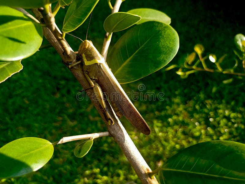 Praying Mantis on a Tree Branch Stock Photo - Image of branches ...
