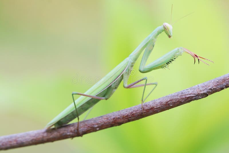 Praying Mantis on Tree Branch Stock Image - Image of macro, animal ...