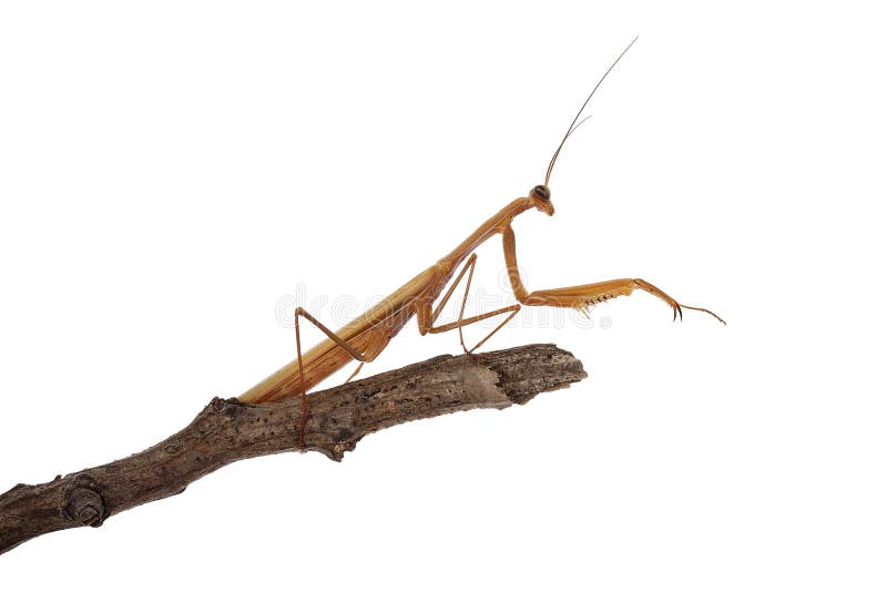 Praying mantis stock image. Image of predator, alive - 34413903