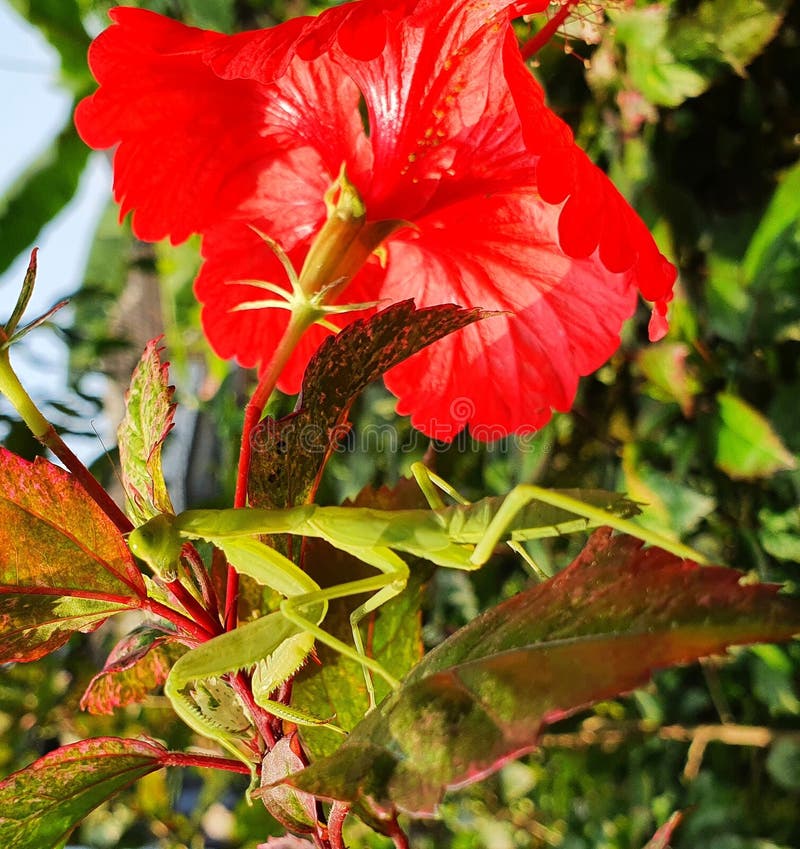 Praying Mantis Under Hibiscus Flower in the Garden Stock Photo - Image ...