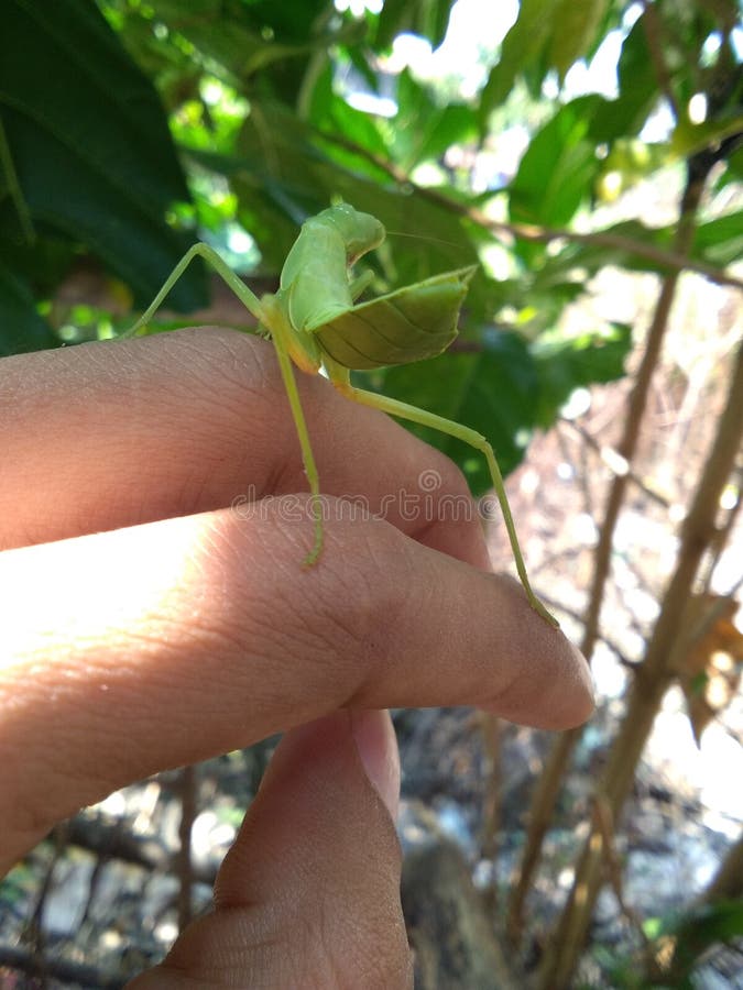 Praying Mantis, Unique Grasshopper Stock Image - Image of plant, insect ...