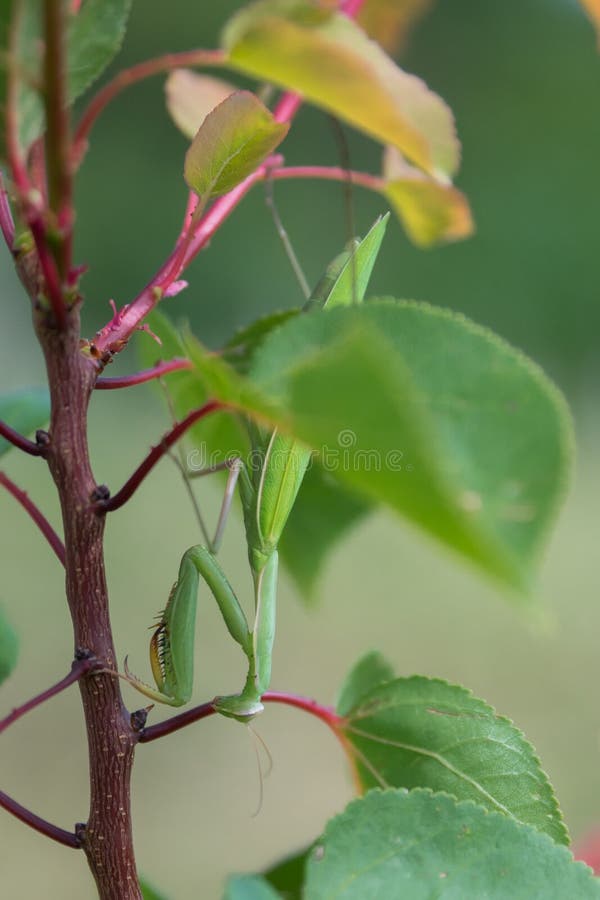 The praying mantis stock photo. Image of herb, life - 180721280