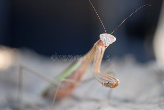 Mantis Smile stock image. Image of fauna, macro, funny - 113187265