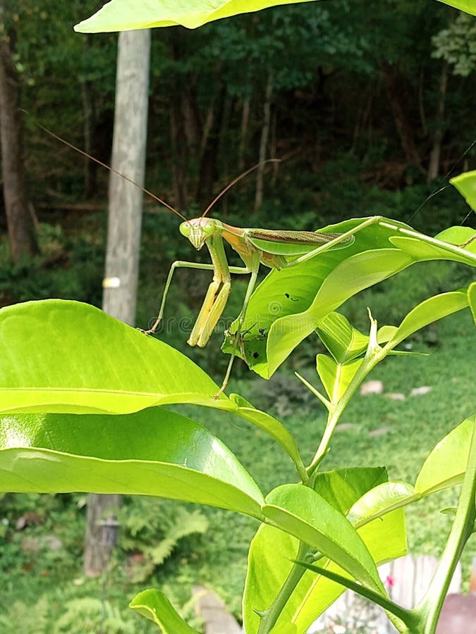 Praying Mantis 2 View on NC Plant Stock Image - Image of tree, green ...