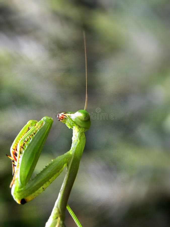 Praying Mantis in Lavender 3 Stock Image - Image of insects, claws ...