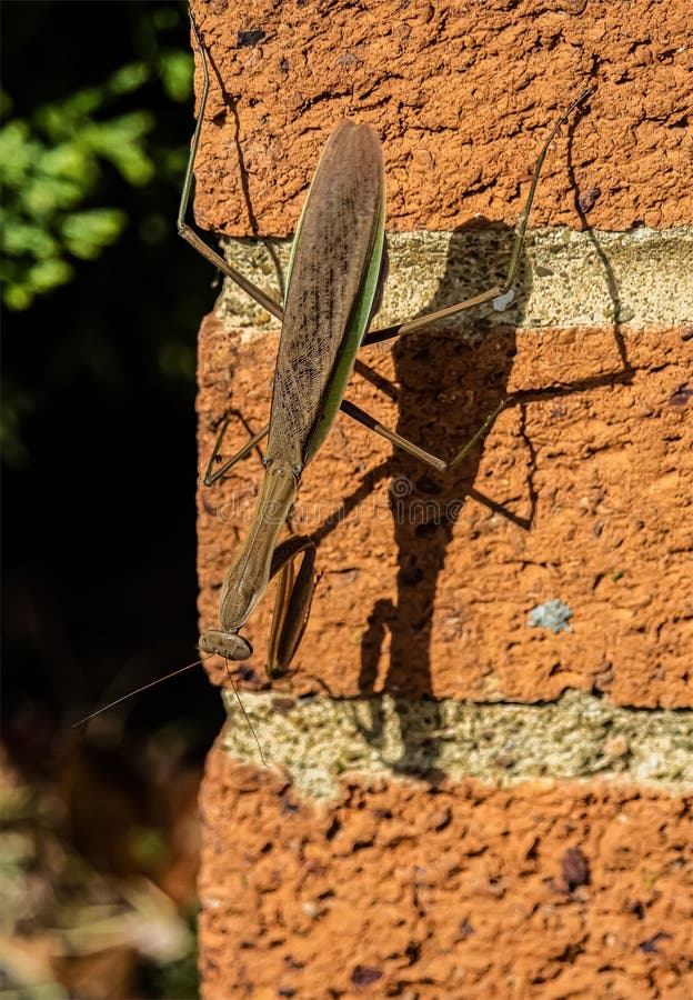 Praying Mantis Walking Down a Brick Wall of an Apartment Building Stock ...