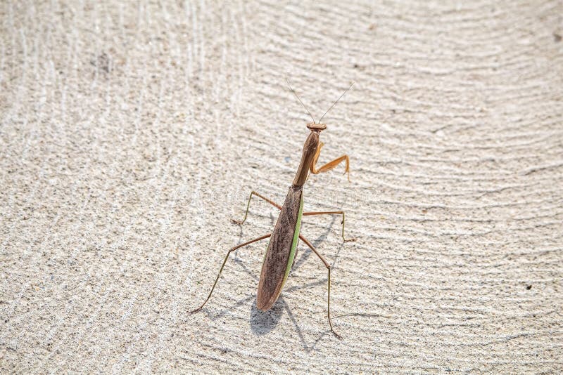 231 Praying Mantis Wall Stock Photos - Free & Royalty-Free Stock Photos ...