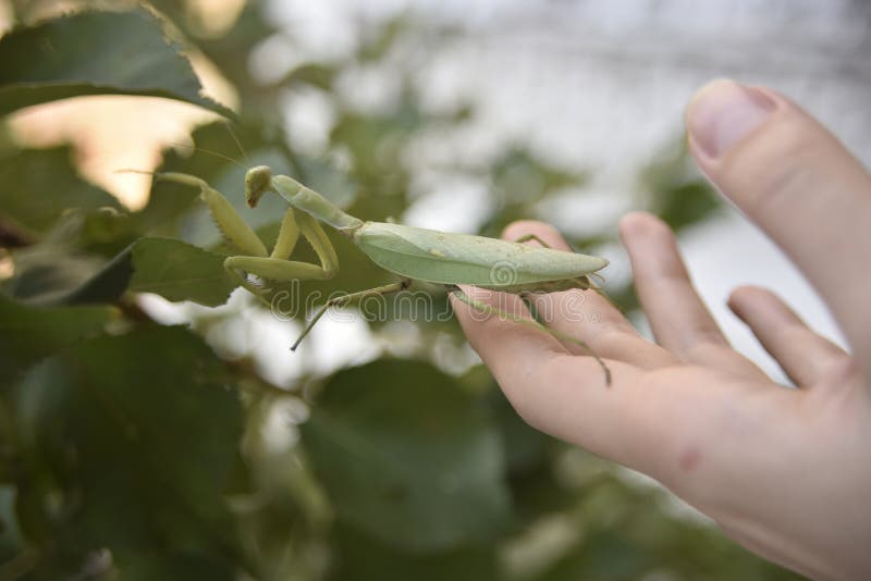Praying Mantis Walks from Hand To Greeen Leaf Stock Photo - Image of ...